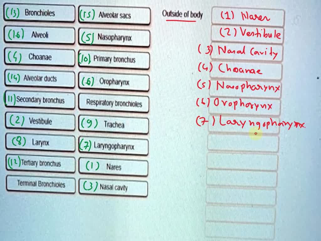 SOLVED: Place the respiratory structures below in the order that air would pass through them as ...