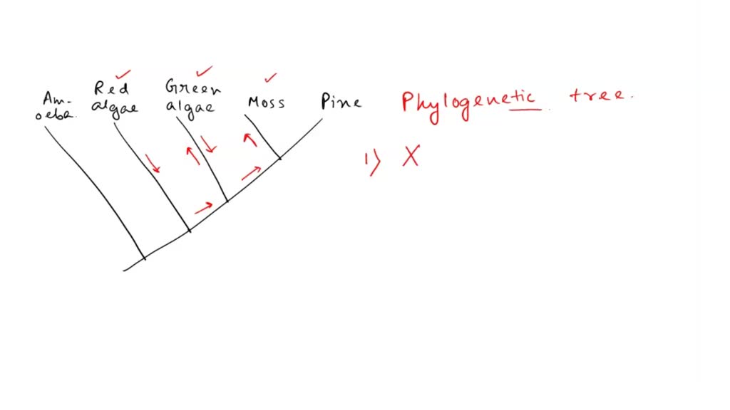 SOLVED: In reference to the tree shown, which of the following is an ...