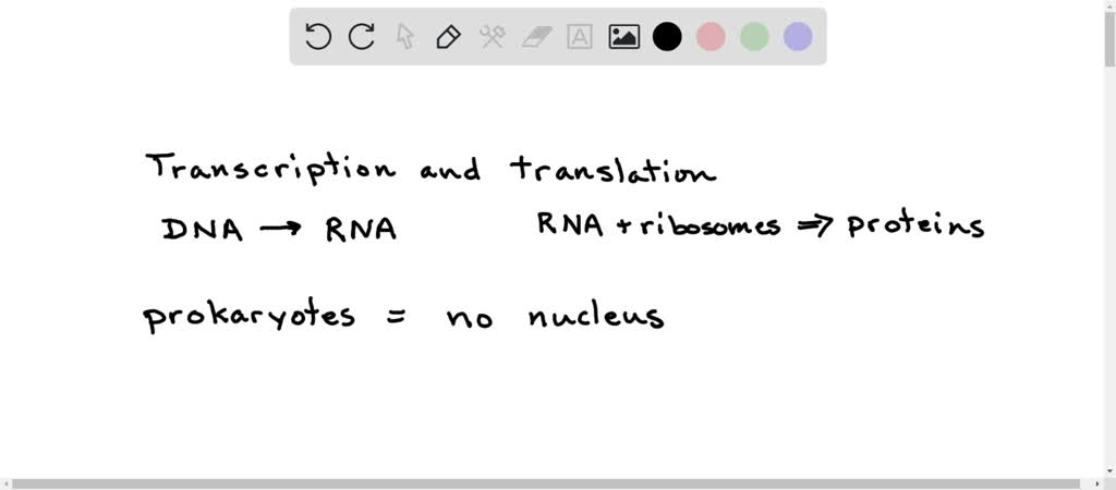 SOLVED: In prokaryotes, transcription and translation can happen ...