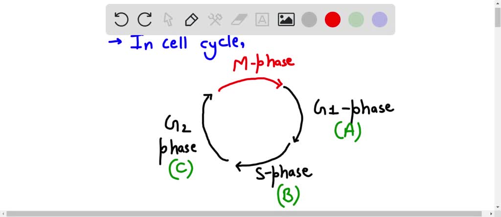 SOLVED: Fill in the blanks to diagram the phases of the Eukaryotic Cell ...