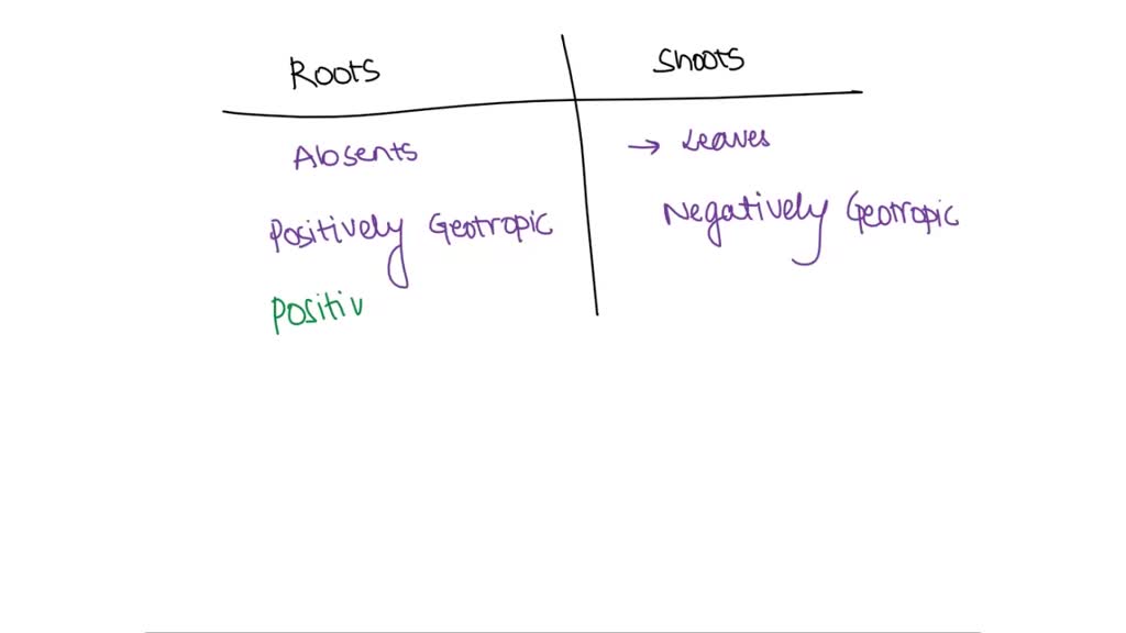 SOLVED: List three structural differences between roots and shoots that allow roots to grow ...