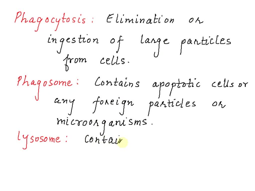 SOLVED: Question 80 What is a phagolysosome? None of the option is ...