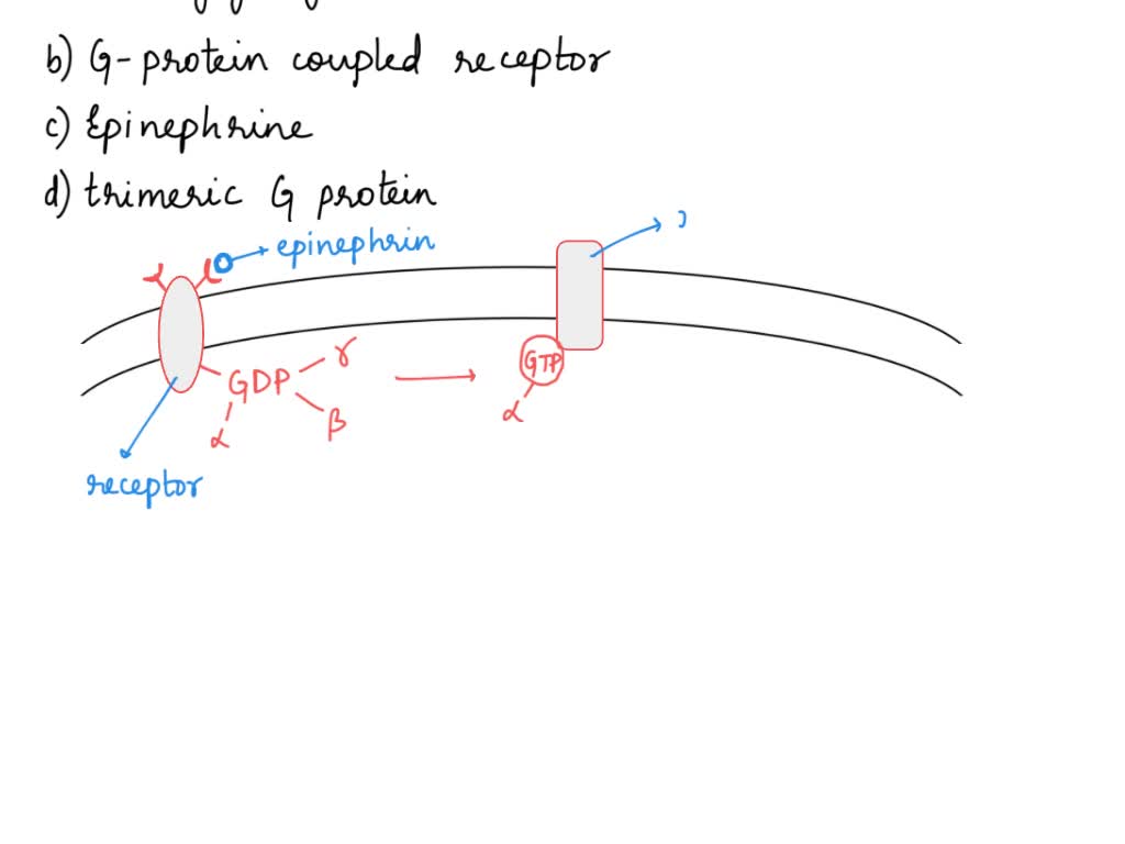 SOLVED: Diagram the structure of the epinephrine (beta-adrenergic ...