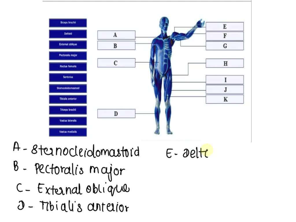 SOLVED: A concentric action common to the latissimus dorsi, teres major ...