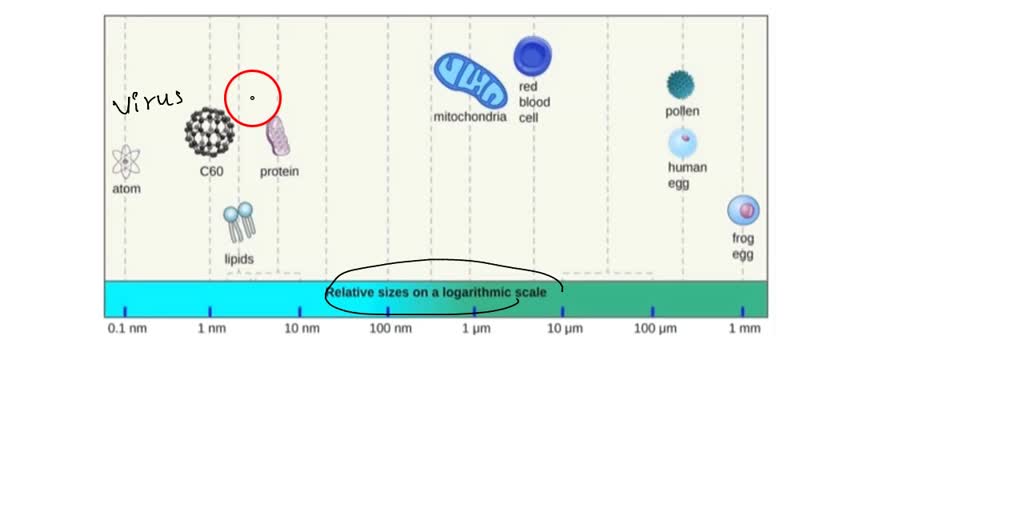 SOLVED: Where would a virus, bacterium, animal cell, and a prion belong ...