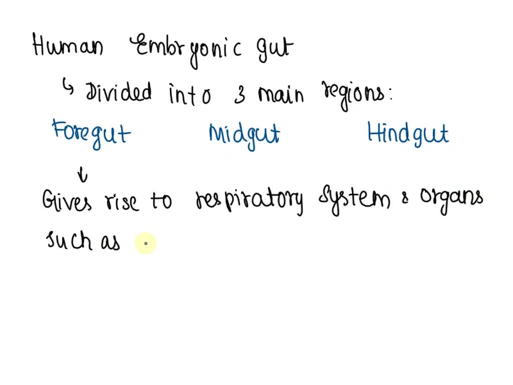Solved The Anterior Lateral And Posterior Lung Surfaces Form The Costal Surface True Or False