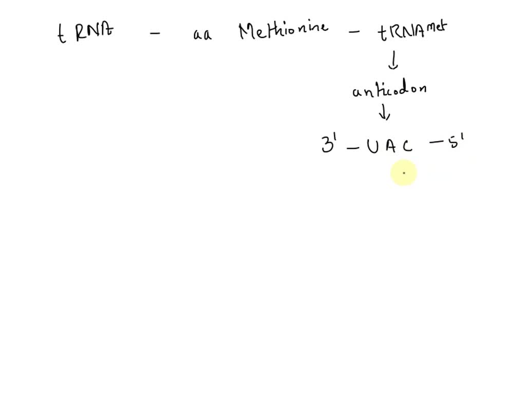 SOLVED: Three tRNA molecule that delivers the amino acid methionine to ...