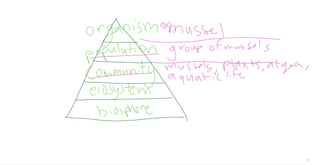 SOLVED: Using Unionid mussels as an example, draw a diagram of the ...