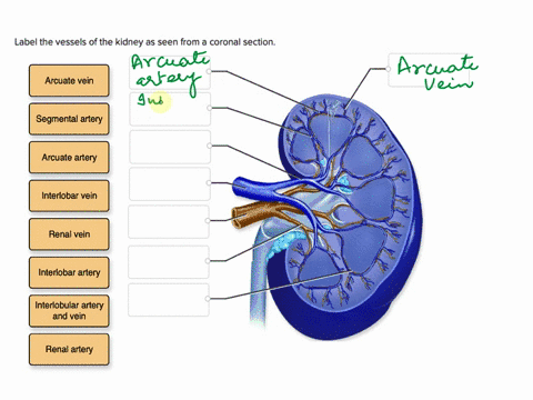 Label the parts of the human kidney. Renal vein Renal artery Nephron ...