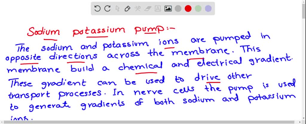 SOLVED: Explain how the sodium-potassium pump actively transfers its ...