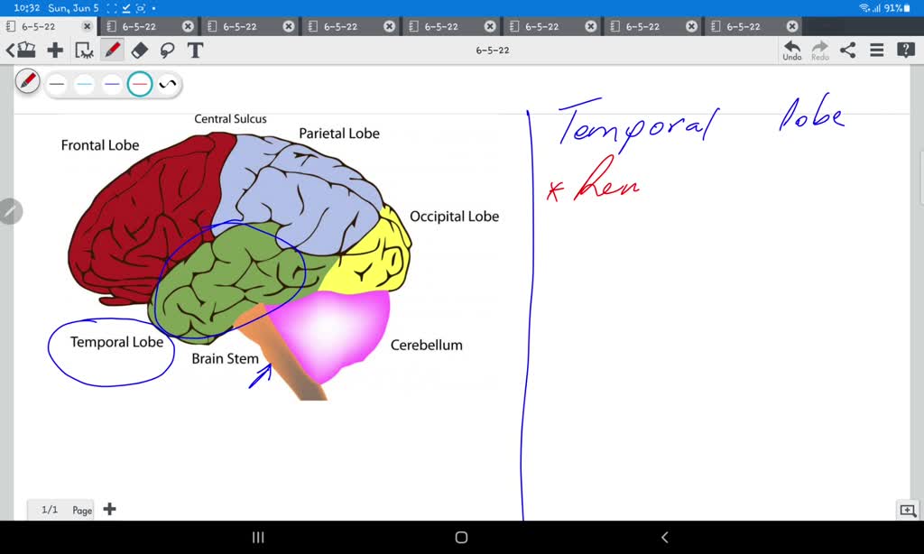 What are the functions of the temporal lobe? auditory processing, language comprehension ...