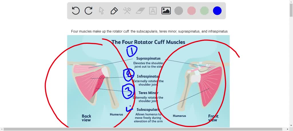 SOLVED: Which of the following is a rotator cuff muscle deltoid ...