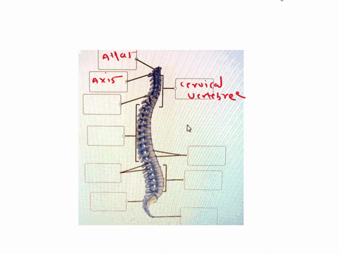 17. Use the key to label the structures on the thoracic region of the ...