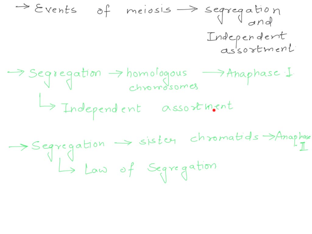 SOLVED: what is the difference between segregation and independent ...