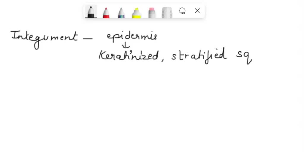 SOLVED: The epidermis is composed of a specific type of tissue, while ... SOLVED: The epidermis is composed of a specific type of tissue, while ...
