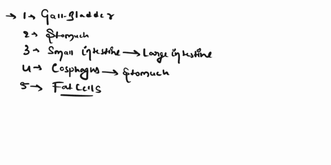 Liver bile digestive enzymes chyme stomach billirubin cecum...