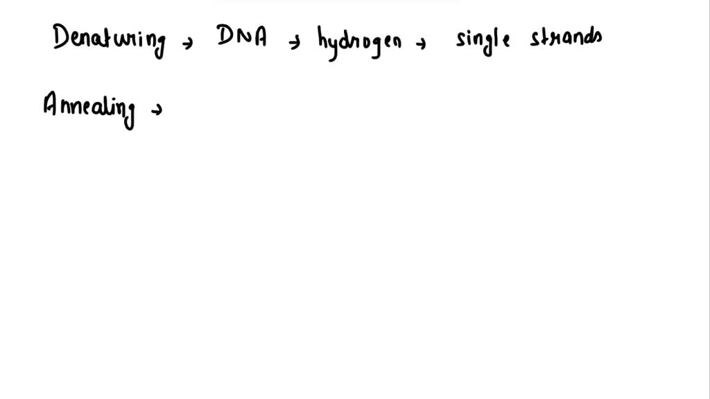 SOLVED: What happens during each of these PCR steps' Denaturing ...