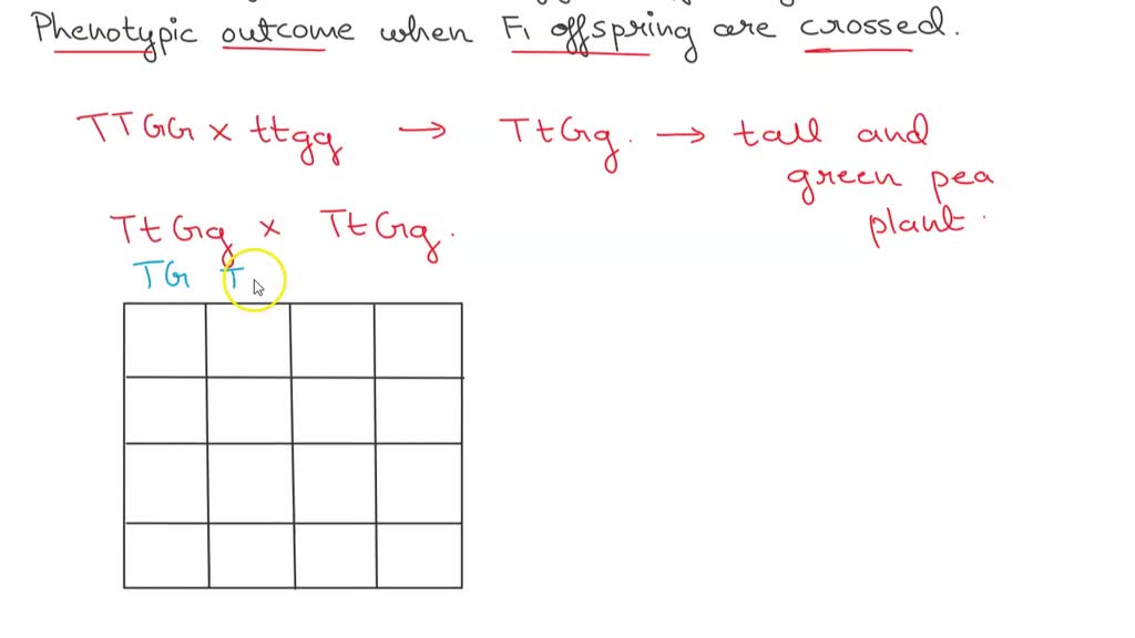 SOLVED: A tall green pea plant (TTGG) is crossed with a short white pea ...