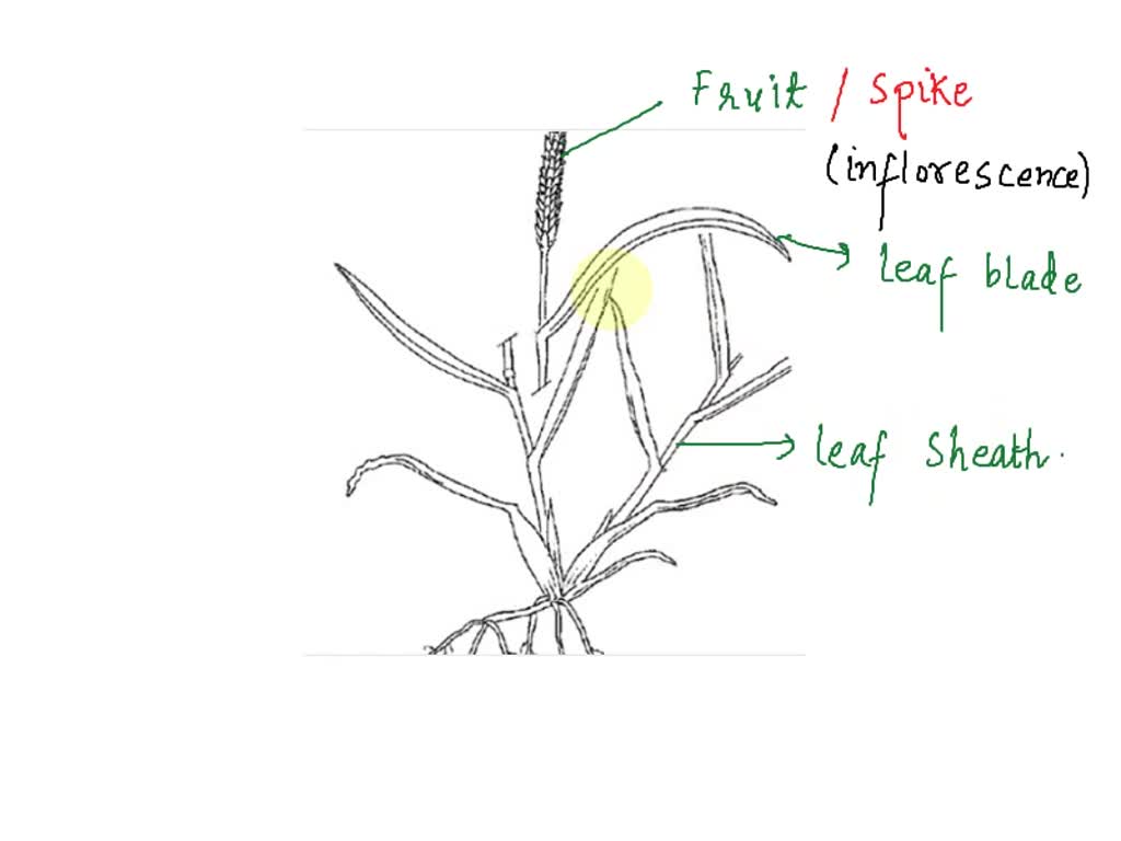 SOLVED: Monocot whole plant In monocots, the vegetative stem remains ...