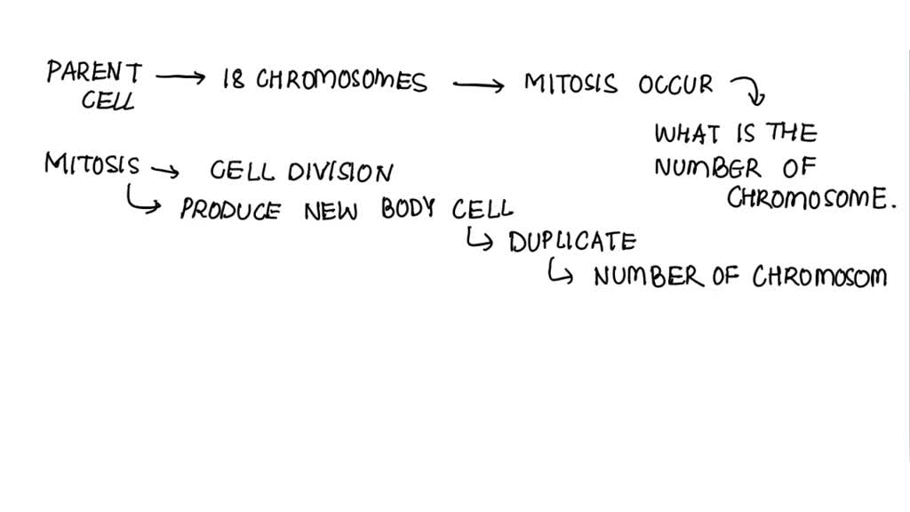 SOLVED: If an animal cell has 18 chromosomes and undergoes mitosis, how many chromosomes would ...