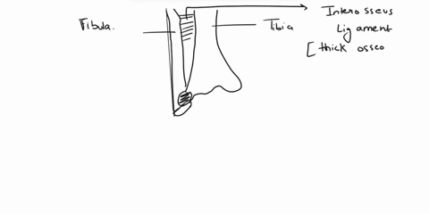 drag the labels onto the diagram to identify the markings of the tibia ...