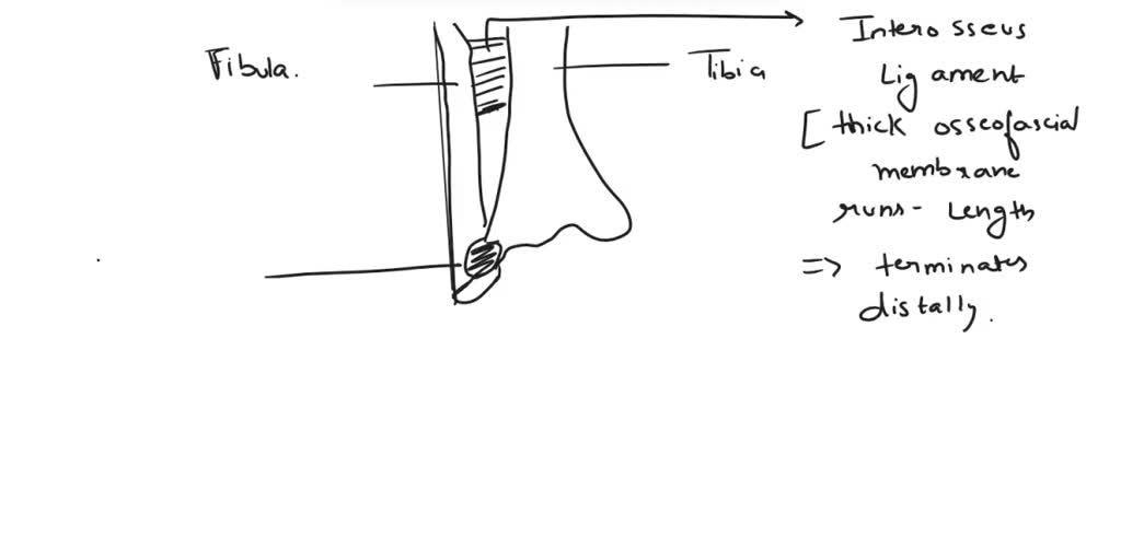 SOLVED: Label the anatomy of the knee joint. Lateral meniscus Anterior ...