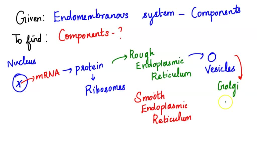 SOLVED: Materials traffic through the endomembrane system of eukaryotic ...