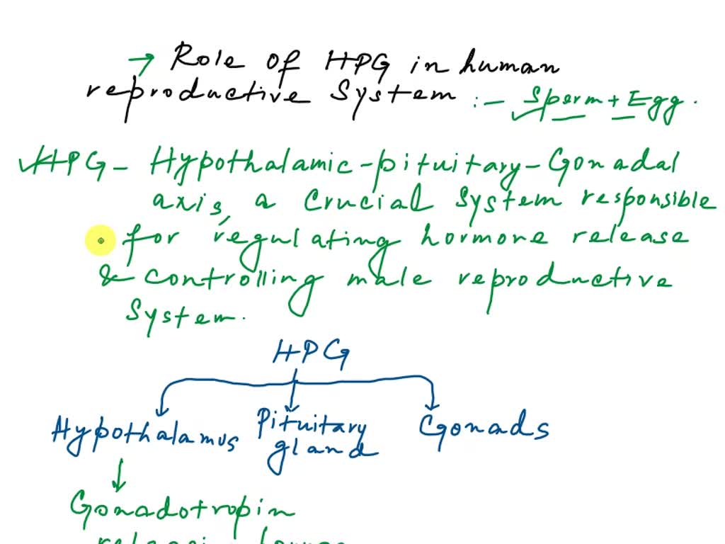 SOLVED: 5. Describe the function of the HPG axis and its role in the ...