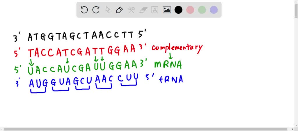 SOLVED: Protein Synthesis Worksheet Directions: Fill in the ...