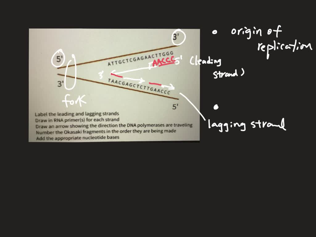 SOLVED: Make your own DNA Label the leading and lagging strands. Draw ...
