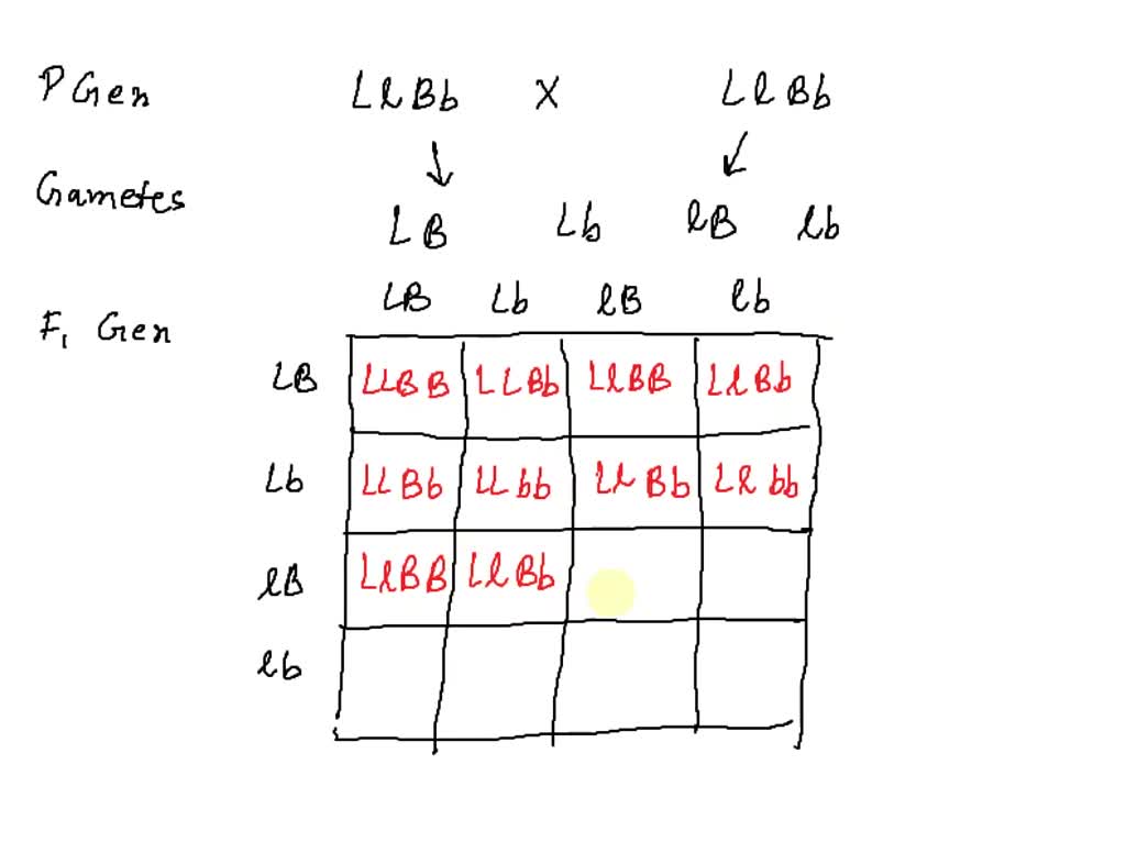 SOLVED: Long Wings, light brown body Long Wings, Ebony body Short wings ...