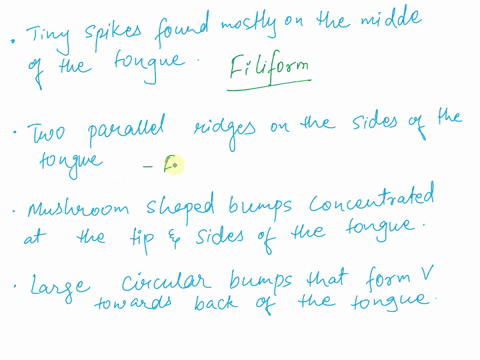 match each type of lingual papillae to its anatomical description 1 ...