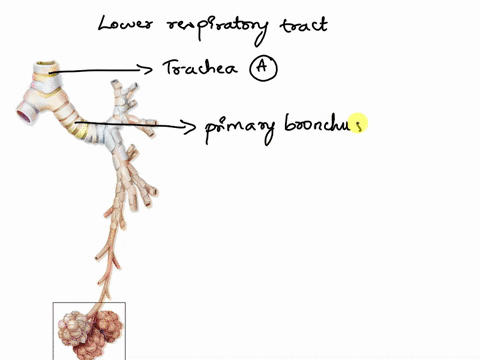 Label the following structures superior lobe inferior lobe...
