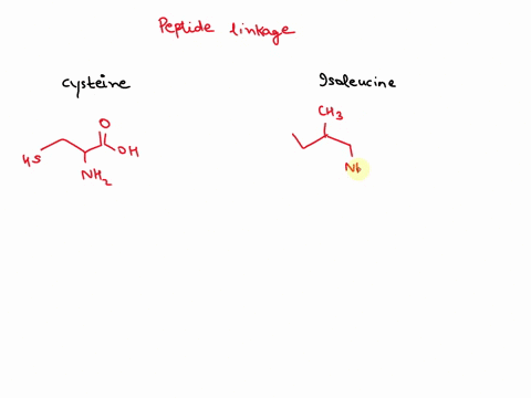 A dipeptide product is formed when cysteine and isoleucine...