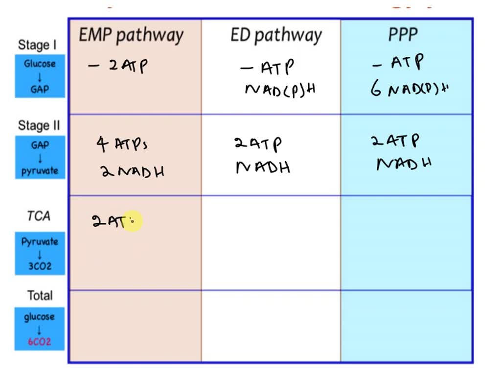 SOLVED: Carbohydrate Catabolism: Energy Yield in the EMP Pathway, ED ...