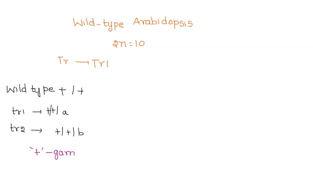 SOLVED: Wild-type Arabidopsis has five chromosomes (2n = 10). Trisomic ...