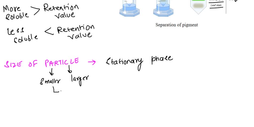SOLVED: in plant pigment chromatography (paper chromatography), which ...