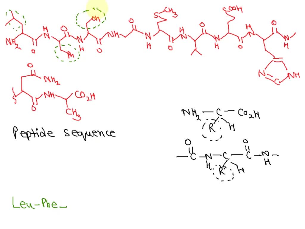 SOLVED: Based on the amino acid sequence in the peptide shown below ...