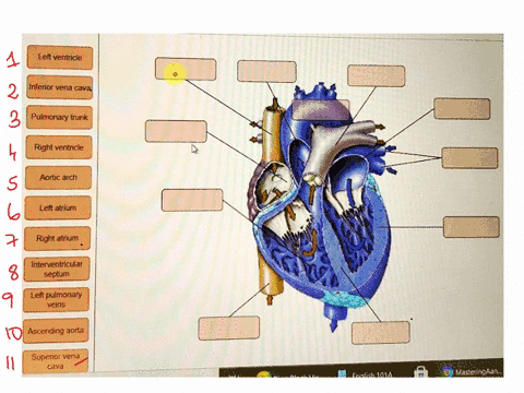 Art-labeling Activity: Internal anatomy of the heart (1 of 2) Part A ...