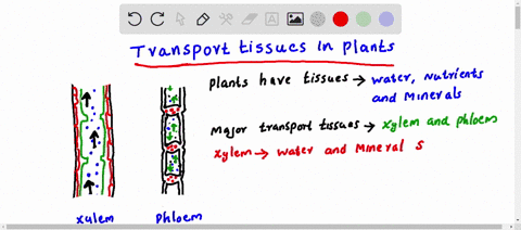 SOLVED: which mechanism plays an important role in transport of ...