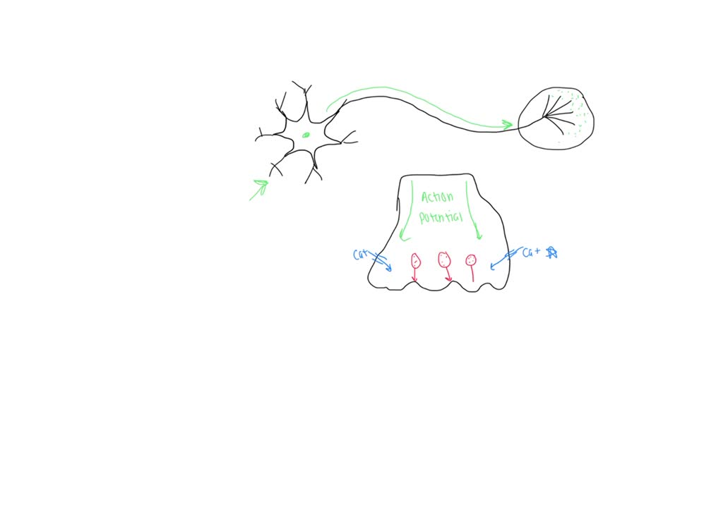 SOLVED: A neuron's ability to generate action potentials depends: Question 1 choices Choice A ...