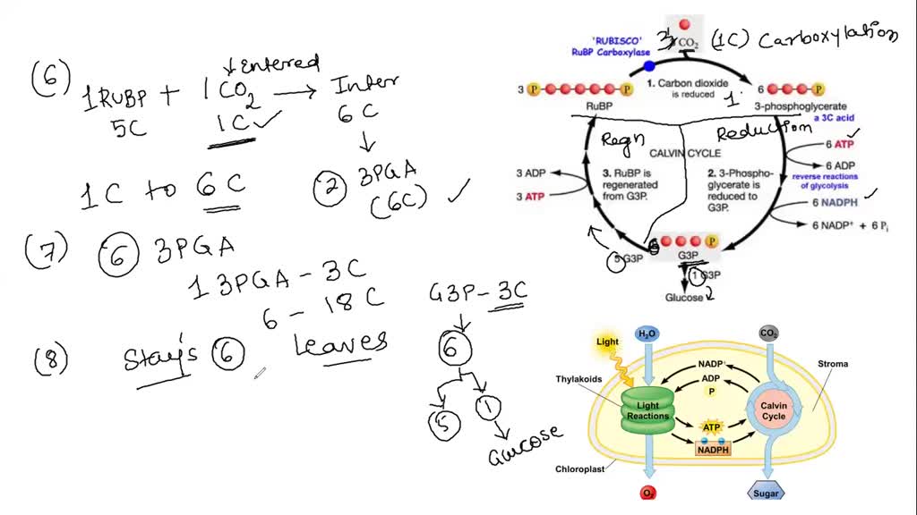 SOLVED: Steps of the Calvin Cycle 1. Carbon fixation: CO2 is called ...