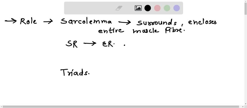 SOLVED: Describe the structure and functions of sarcoplasmic reticulum ... SOLVED: Describe the structure and functions of sarcoplasmic reticulum ...