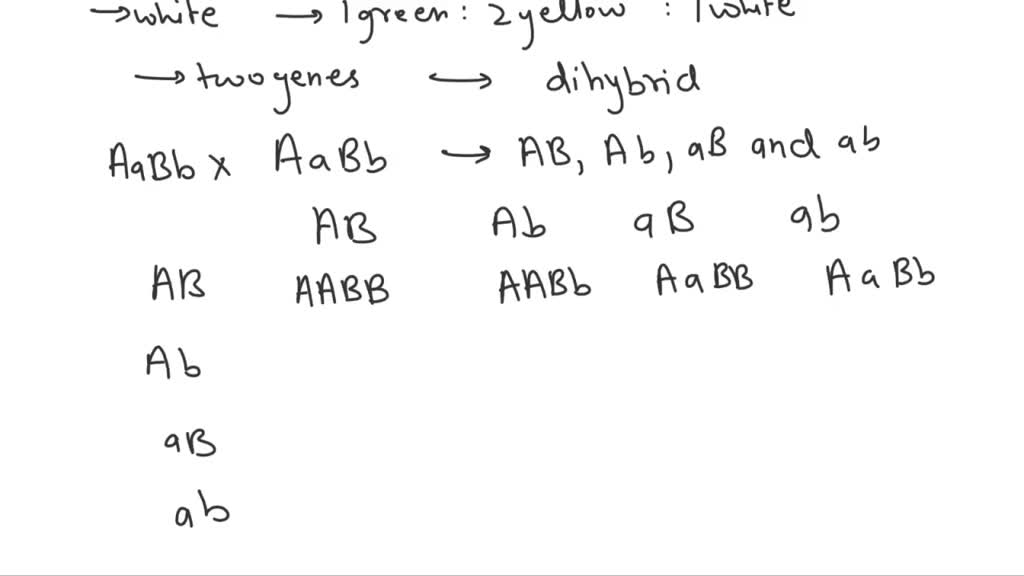 SOLVED: In summer squash, two genes control fruit color, leading to ...