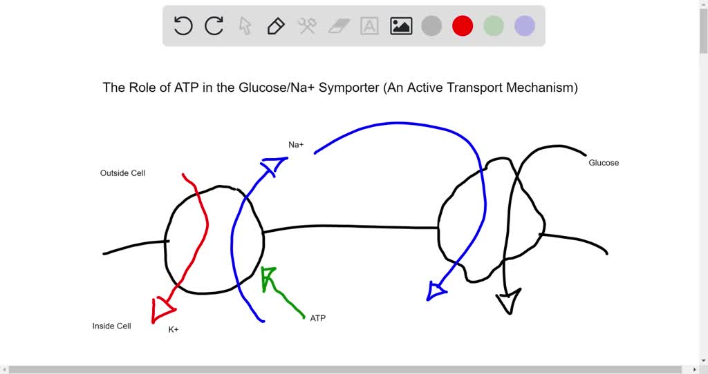 SOLVED: Glucose is transported into the cell against its ...