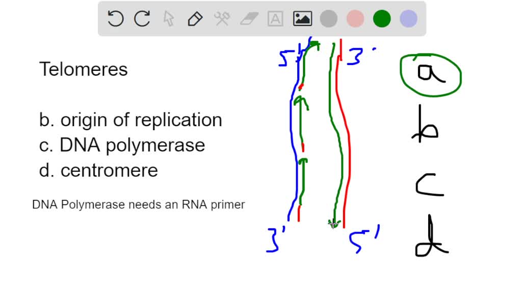 SOLVED: What are telomeres? the ends of linear chromosomes the sites of ...