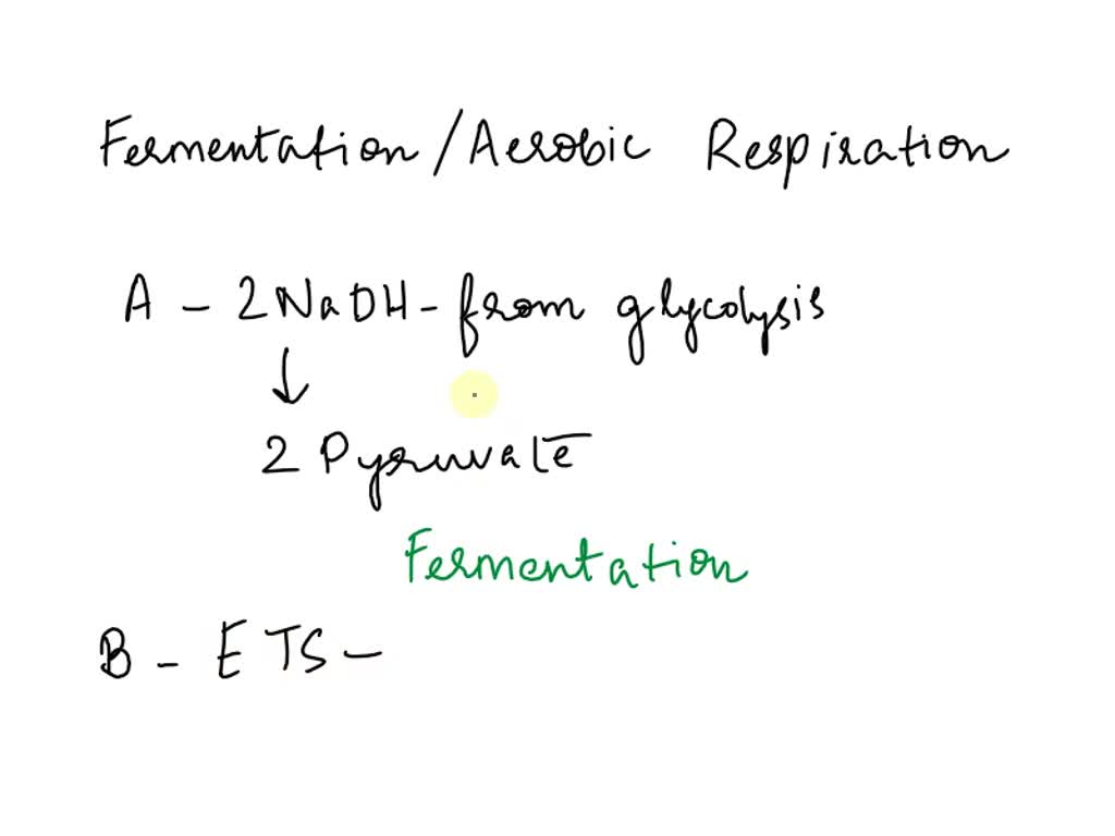 SOLVED: Do the following go in Fermentation, or Aerobic Respiration, or ...