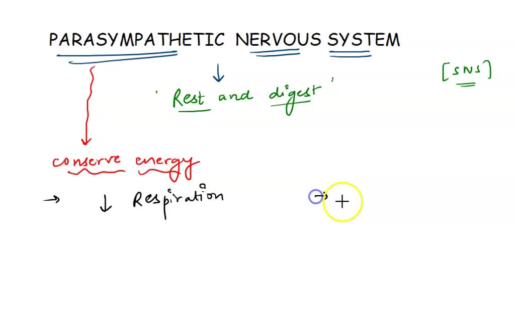 SOLVED: Blood Pressure is lowered by: A.Decreasing sympathetic activity ...