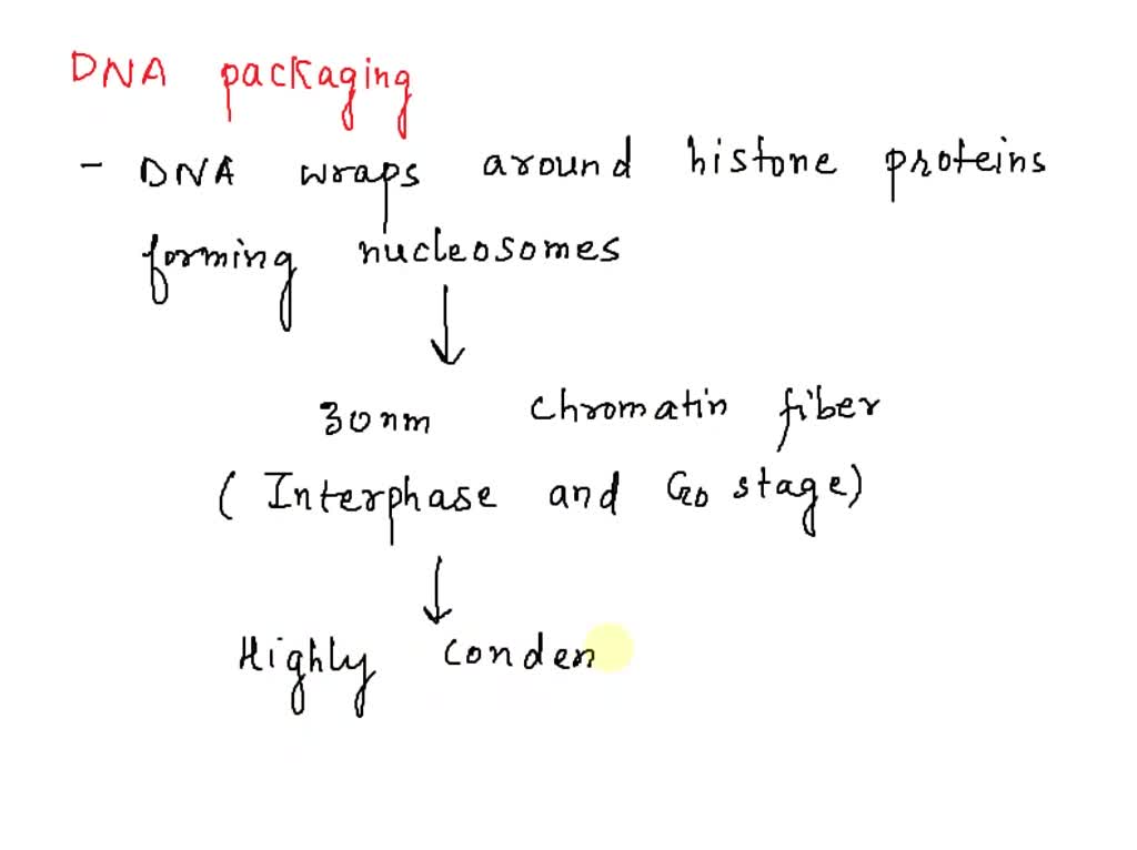 SOLVED: DNA is organized into condensed units called chromosomes genes ...