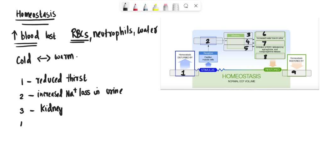 Text: In Activity: Homeostatic responses to decreased blood sodium ...